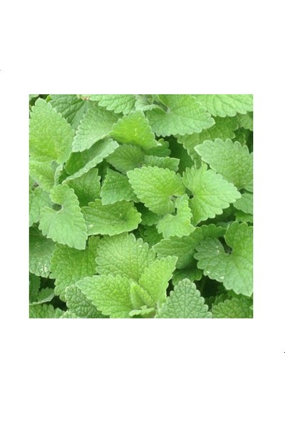 Reyon Ermenek Kedi Nanesi Doğal Catnip Tohumu ( 100 Tohum ) Reyon Ermenek Kedi Nanesi Doğal Catnip Tohumu ( 100 Tohum )