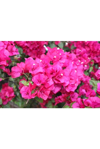 Rüzgar Pembe Begonvil Çiçeği Fidanı Saksılı