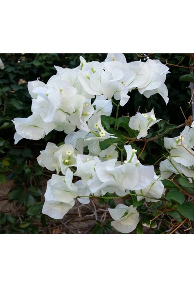 Rüzgar Beyaz Begonvil Çiçeği 60 cm Saksılı