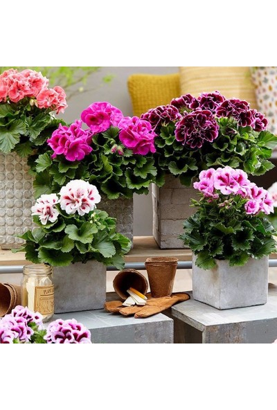 Reyon Ermenek Mix Karışık Renkli Sardunya Canan Çiçeği Fidesi(10 Adet)