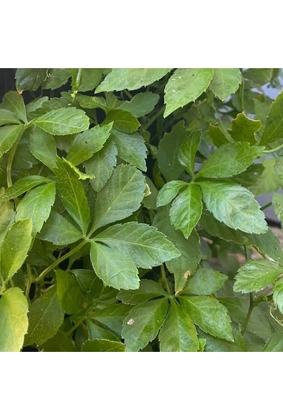 İdea Bahçe Beş Yapraklı Jiaogulan Ginseng Fidesi (3 Adet)