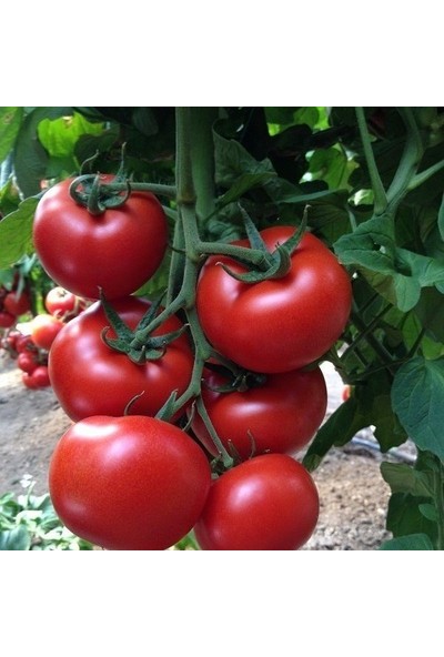 İdea Bahçe Sırık Şimşek F1 Domates Fidesi (5 Adet) İdea Bahçe Sırık Şimşek F1 Domates Fidesi (5 Adet)