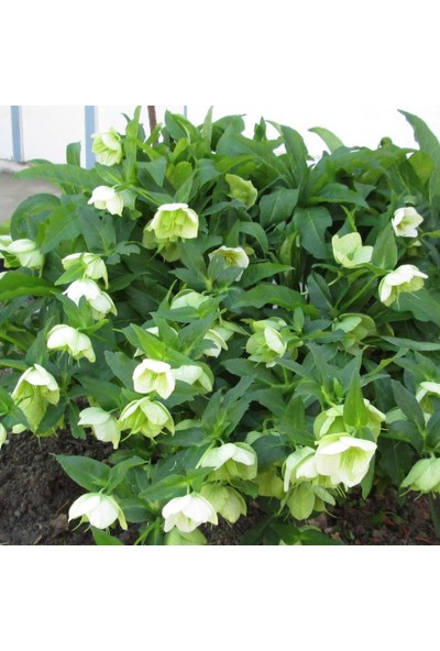 İdea Bahçe Helleborus Yeşil Noel Gülü Çiçeği İdea Bahçe Helleborus Yeşil Noel Gülü Çiçeği