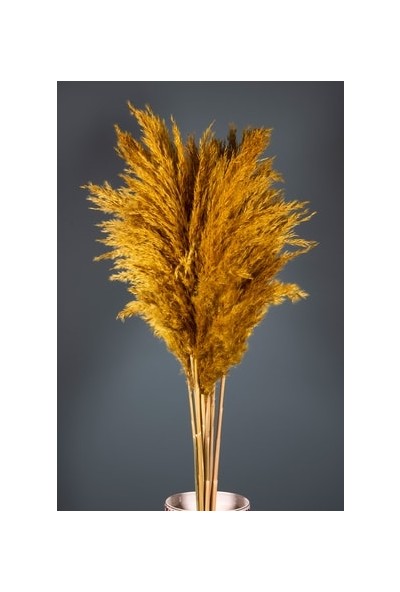 İndirimli Pazar Şoklanmış 15LI Pampas Otu 100 cm İndirimli Pazar Şoklanmış 15LI Pampas Otu 100 cm