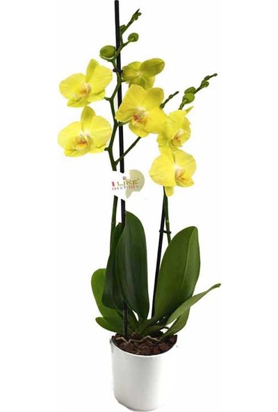 Palmiye Çift Dal Sarı Orkide Phalaenopsis