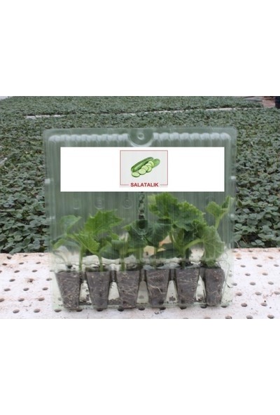 Elka Salatalık Fidesi 6'lı