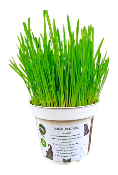 Cmpet Kedi Çimi Dikim Seti Cmpet Kedi Çimi Dikim Seti
