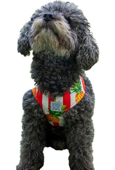 Oli And Lui Pineapple Köpek Gövde Tasması Oli And Lui Pineapple Köpek Gövde Tasması