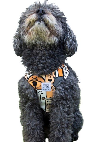 Oli And Lui Orange Köpek Gövde Tasması