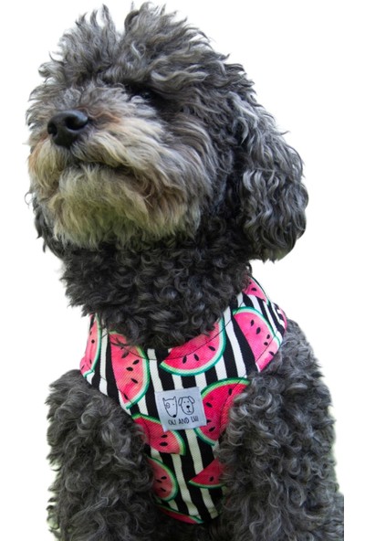 Oli And Lui Watermelon Köpek Gövde Tasması