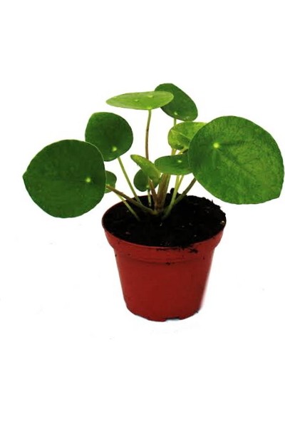 Palmiye Mini Pilea - Mini Para Çiçeği - 5,5 cm Plastik Saksıda