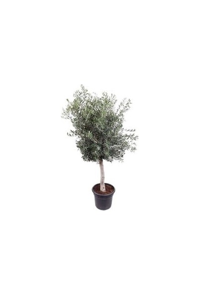 Has Fidancılık Tüplü Gemlik Zeytin Fidanı - 3 Yaş 60-80 cm Has Fidancılık Tüplü Gemlik Zeytin Fidanı - 3 Yaş 60-80 cm