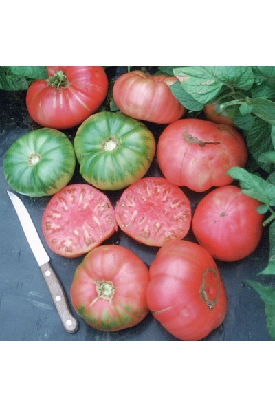OnlineBahçem Iri Pembelim Oturak Pembe Domates Fidesi (5 Adet) OnlineBahçem Iri Pembelim Oturak Pembe Domates Fidesi (5 Adet)