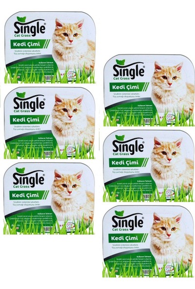 Single Natural Kedi Çimi (6 Adet)