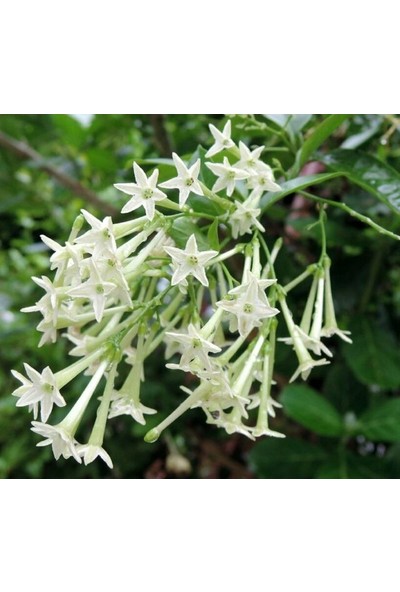 Tunç Botanik Melisa Çiçeği Fidanı 3 Adet - Cestrum Nocturnum Tunç Botanik Melisa Çiçeği Fidanı 3 Adet - Cestrum Nocturnum