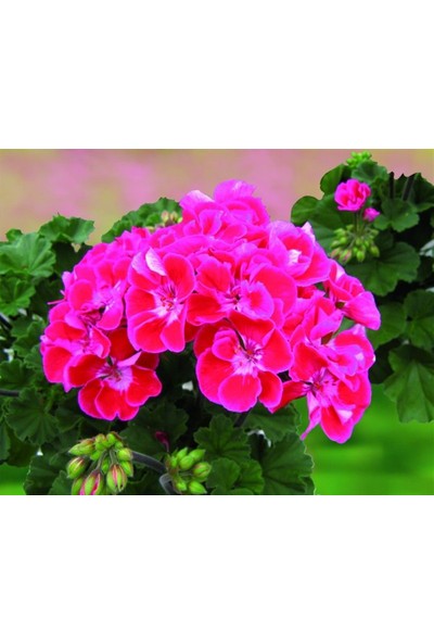 Rüzgar Botanik Pembe Sardunya Çiçeği Saksılı Rüzgar Botanik Pembe Sardunya Çiçeği Saksılı