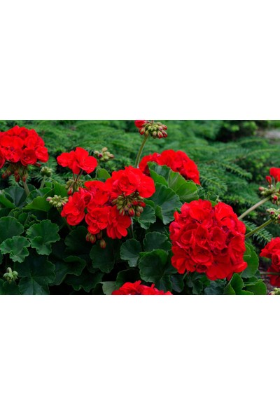 Rüzgar Botanik Kırmızı Sardunya Çiçeği 30 60 cm