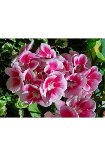 Rüzgar Botanik Pembe Beyaz Sardunya Çiçeği 20 60 cm Rüzgar Botanik Pembe Beyaz Sardunya Çiçeği 20 60 cm