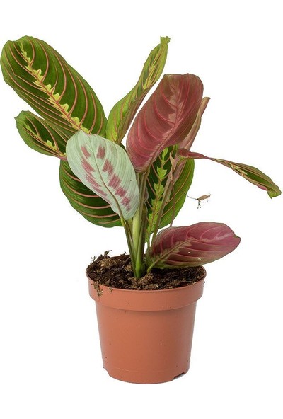 Boothas Maranta Dua Çiçeği Tohumu 15 Adet + Saksı + Torf + Extra Sürpriz Tohum Boothas Maranta Dua Çiçeği Tohumu 15 Adet + Saksı + Torf + Extra Sürpriz Tohum