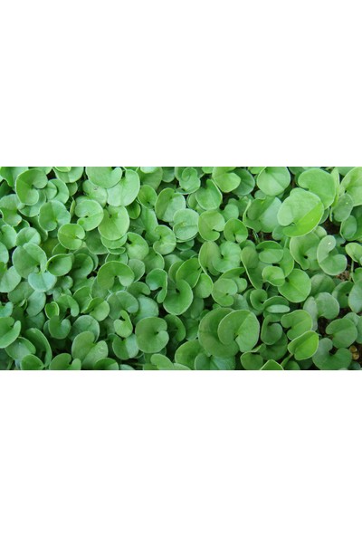 Amasya Natural Garden Dichondra Repens (Fare Kulağı) 1 kg Çim Tohumu Amasya Natural Garden Dichondra Repens (Fare Kulağı) 1 kg Çim Tohumu