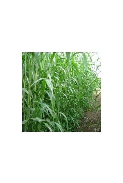 Agrobazaar Sorgum Sudan Otu Tohumu 10 Kg Agrobazaar Sorgum Sudan Otu Tohumu 10 Kg
