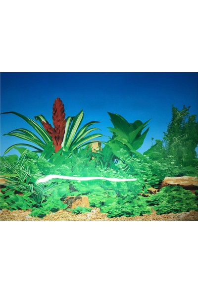 Naturel Color Akvaryum Arka Fon Manzara Çift Taraflı Mercan Bitki 60 cm 1 m Naturel Color Akvaryum Arka Fon Manzara Çift Taraflı Mercan Bitki 60 cm 1 m