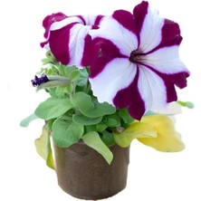 Dış Mekan Sarmaşık Bitki Çeşitleri ve Fiyatları | %29 indirim