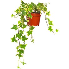 Dış Mekan Sarmaşık Bitki Çeşitleri ve Fiyatları | %29 indirim