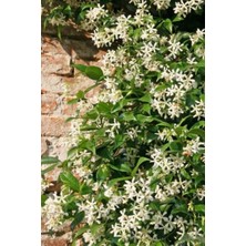 Dış Mekan Sarmaşık Bitki Çeşitleri ve Fiyatları | %29 indirim