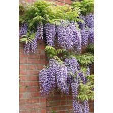 Dış Mekan Sarmaşık Bitki Çeşitleri ve Fiyatları | %29 indirim