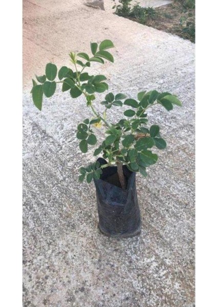 Doğa Garden 6 Lı Bitki Fidan Çiçek Seti Kabristan Mezarlık Fiyatı