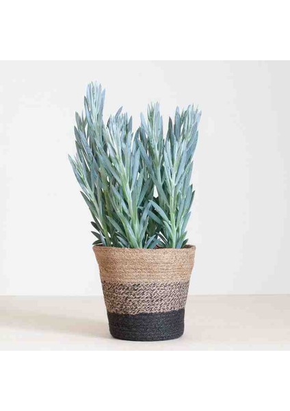 Growth Plant And Tree Curio Ficoides 'mount Everest' Fiyatı