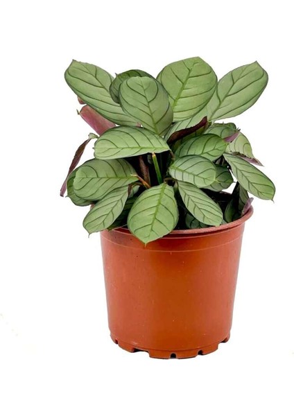 Fidan Burada Calathea Ctenanthe - Burle Marxii Amagris 40-60 Fiyatı