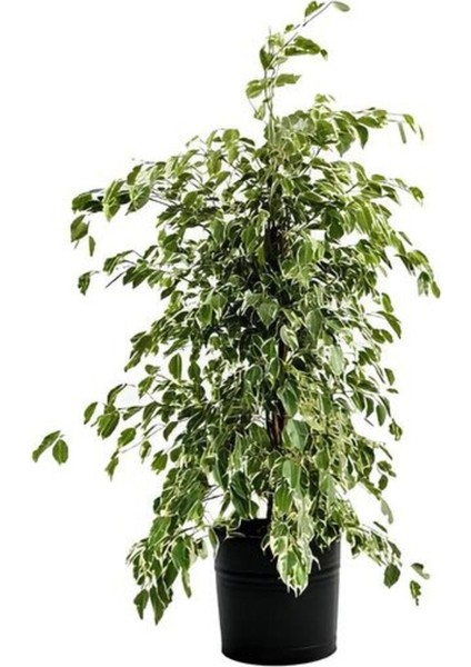 Hediyelik Beyaz Alacalı Benjamin Bitkisi Sevgililer Gününe Fiyatı