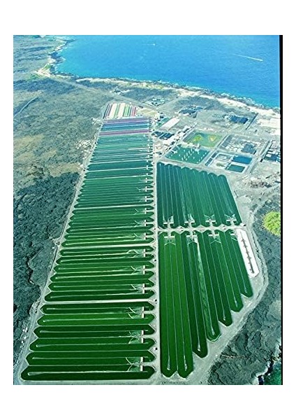 Storemax Hawaiian Spirulina Pacifica - 200TABLETX500MG - Fiyatı