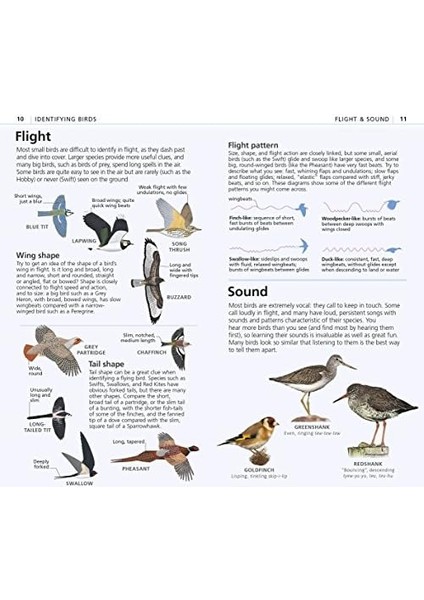 Rspb What's That Bird?: The Simplest Id Guide Ever Kitabı