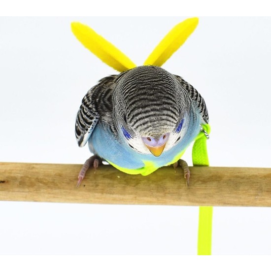 Shanhua Shop 1 Adet Rastgele Renk Stili Pet Papağan Kuş Koşum ve Tasma ...