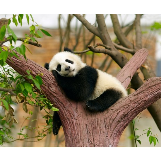 Movas Sanat Uyuyakalmış Yavru Bir Panda | Elmas Mozaik Tablo Fiyatı