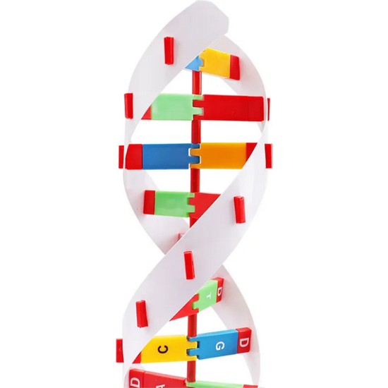ECE Dna Yapısı Modeli Çift Sarmal Eğitim Için Montajlı Fiyatı