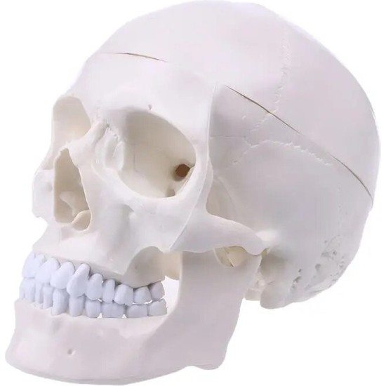 GongtuShop Sayılar Stili ile Insan Anatomisi Anatomisi Kafa Fiyatı