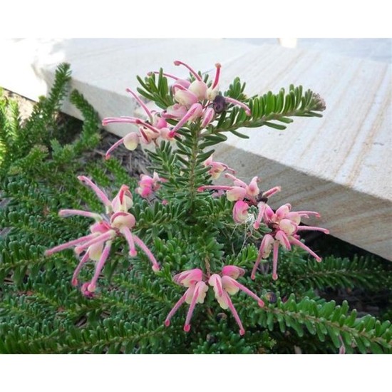 Ozozturk Gravilla ( Grevillea Cherry Cluster ) 70-100 cm Fiyatı