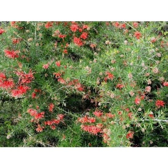 Ozozturk Gravilla ( Grevillea Cherry Cluster ) 70-100 cm Fiyatı