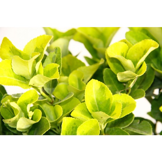TNC Garden Groups Gold Taflan (Euonymus Japonica Aurea) – Fiyatı