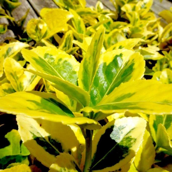 TNC Garden Groups Gold Taflan (Euonymus Japonica Aurea) – Fiyatı