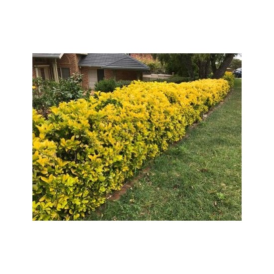TNC Garden Groups Gold Taflan (Euonymus Japonica Aurea) – Fiyatı