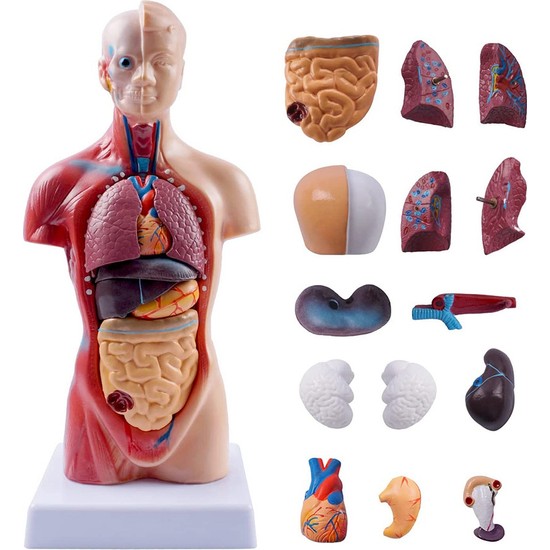 Sant Kuee 11 Inç Insan Torso Vücut Modeli Anatomi Anatomik Fiyatı