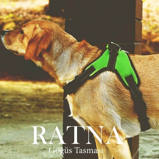 Petza Köpek Göğüs Tasması Ratna Sarı Fiyatı - Taksit Seçenekleri