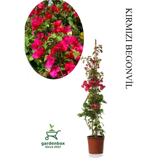 Garden Box Kırmızı Begonvil 1 Adet Saksılı Sarmaşık Begonvil Fiyatı