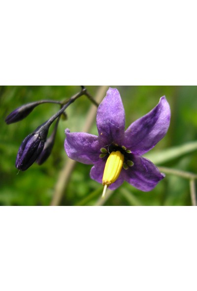 Rüzgar Botanik Salonum Laxum Çiçeği Fidanı 40 60 cm