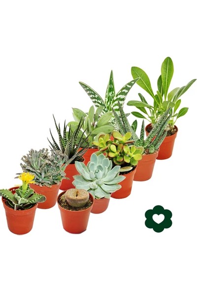 Çiçekçiyiz Biz Kaktüs Sukulent Özel Yüksek Kalite 10 Lu